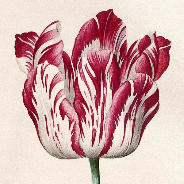 Floorplan - PIETERSKERK